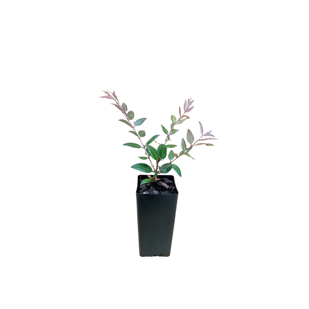 Midyim Berry Bushtucker Plants Austromyrtus dulcis – Plant Haven Nursery
