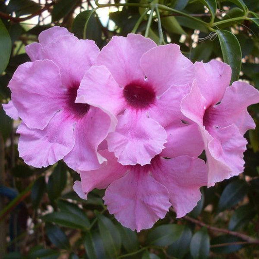 Products – Plant Haven Nursery