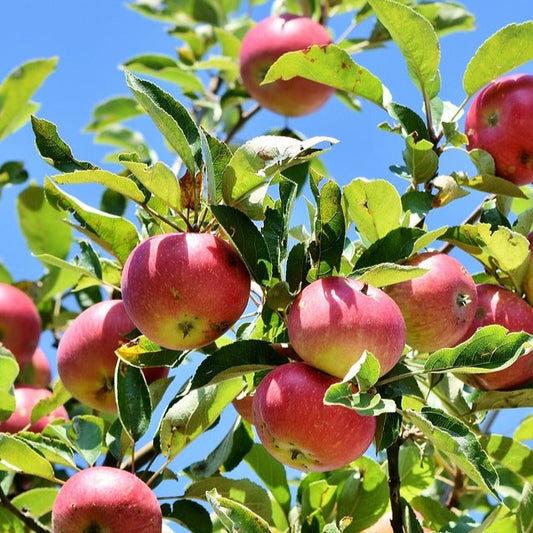 Products – Plant Haven Nursery